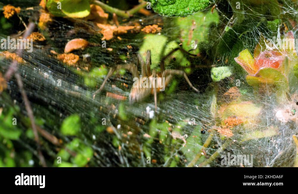 Spiders threads Stock Videos & Footage - HD and 4K Video Clips - Alamy