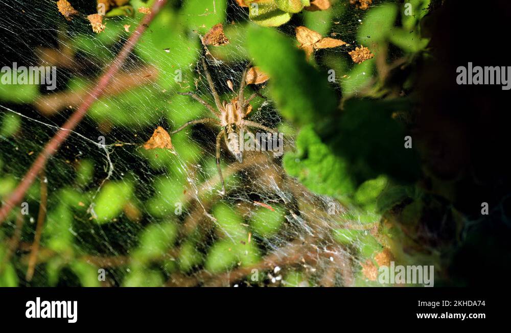 Spider's web. Spider spinning a web between branches of tree. Greece ...