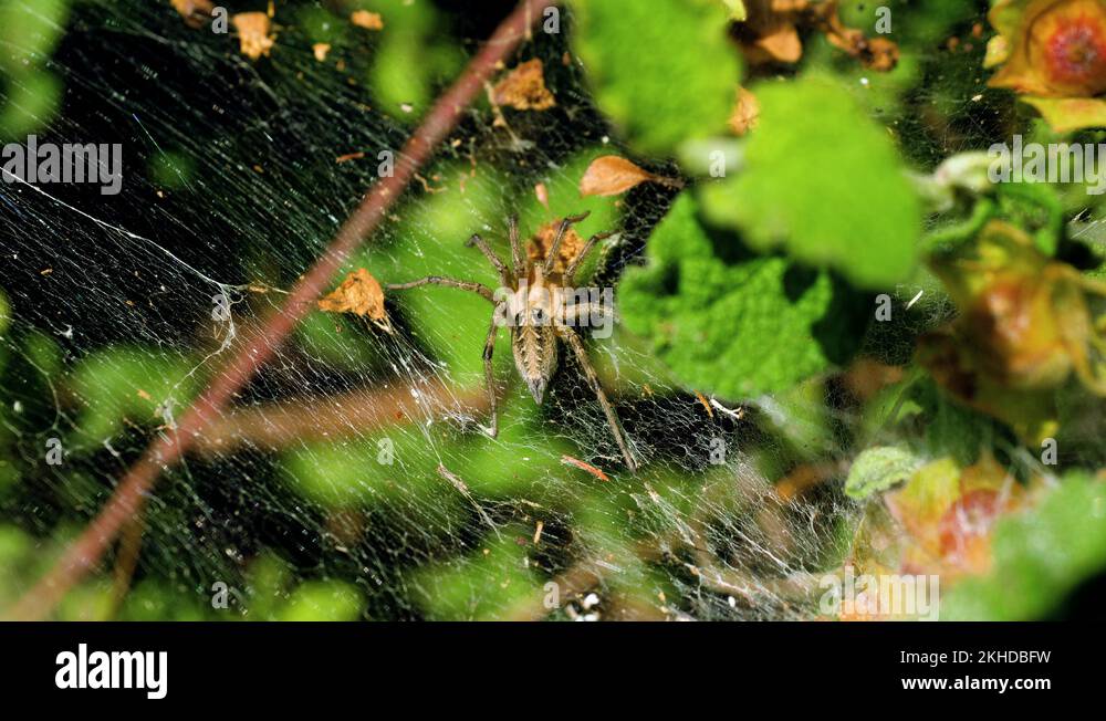 Spider's web. Spider spinning a web between branches of tree. Greece ...