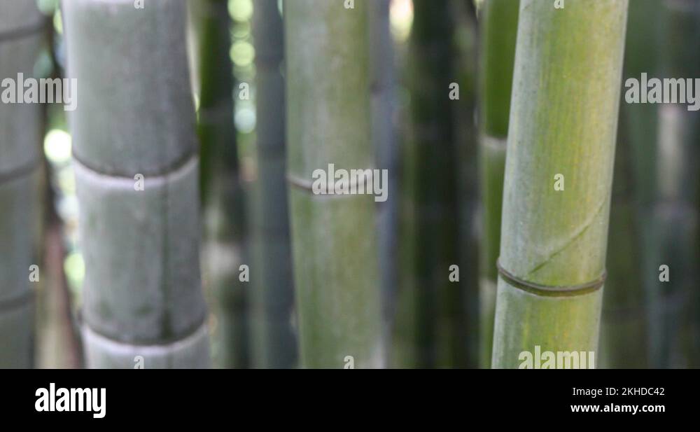 Bamboo in botanical garden Stock Videos & Footage - HD and 4K Video ...