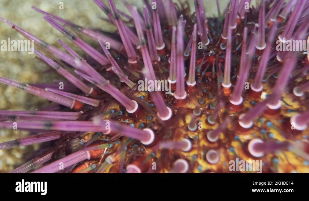 Close-up on the spines of Sea Urchin walks on the sand. Purple Sea ...