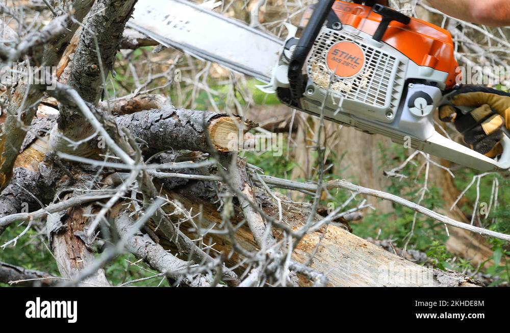A man cuts through dead trees in a forest to clear it out Stock Video ...