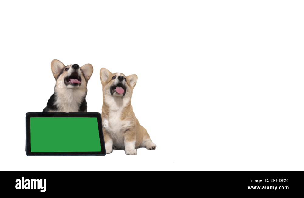puppy on a white background. electronic tablet with green screen ...