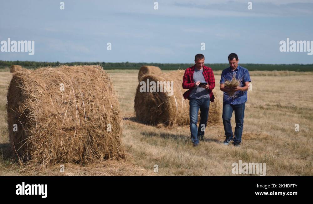 Teamwork. Two farmers study straw bales. Male agronomists in jeans and ...