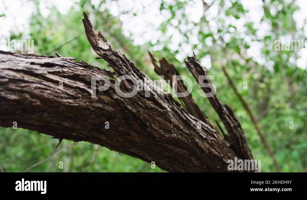 Bark peeling off Stock Videos & Footage - HD and 4K Video Clips - Alamy