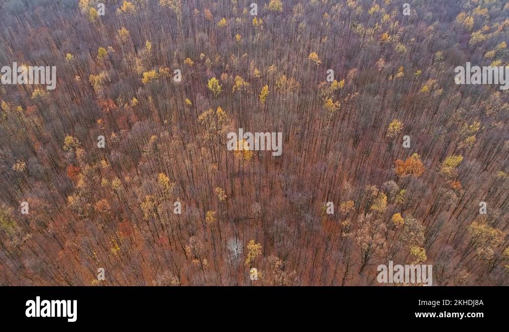 Wealth park trees Stock Videos & Footage - HD and 4K Video Clips - Alamy
