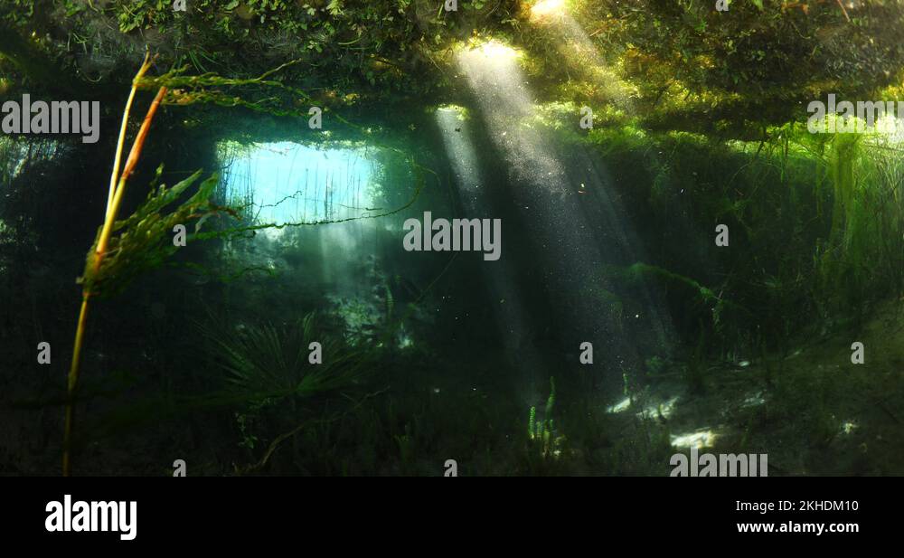 freshwater scenery from a river with plants grasses and vegetation ...