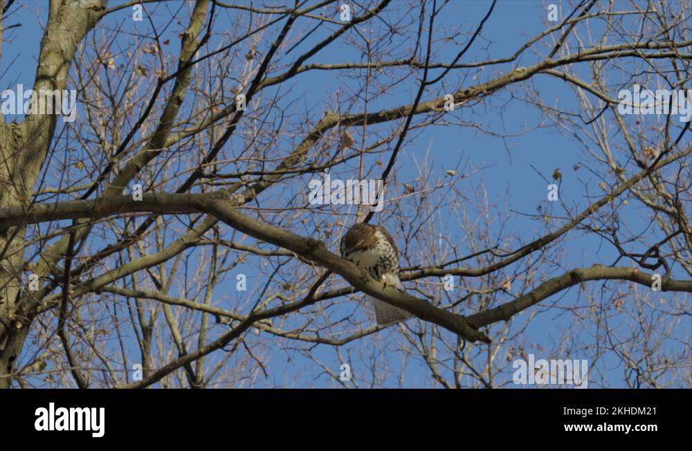 Eagle with mouse Stock Videos & Footage - HD and 4K Video Clips - Alamy