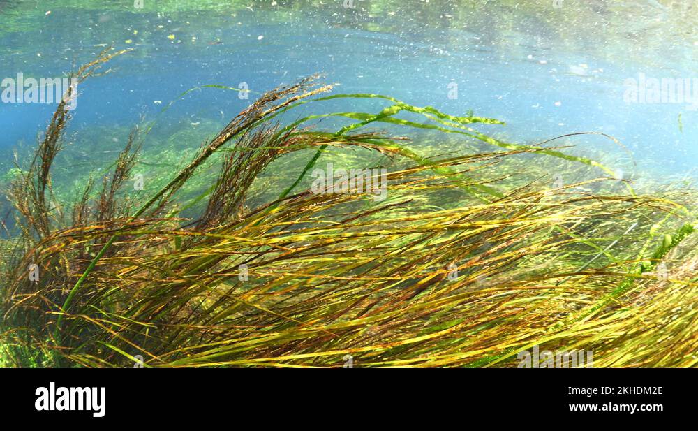 freshwater scenery from a river with plants grasses and vegetation ...