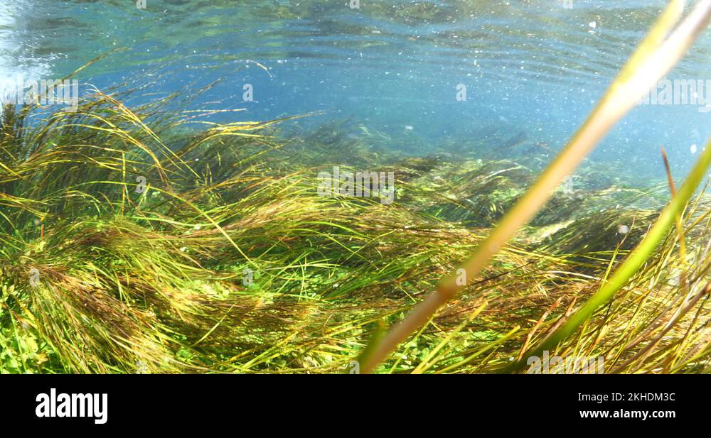 freshwater scenery from a river with plants grasses and vegetation ...