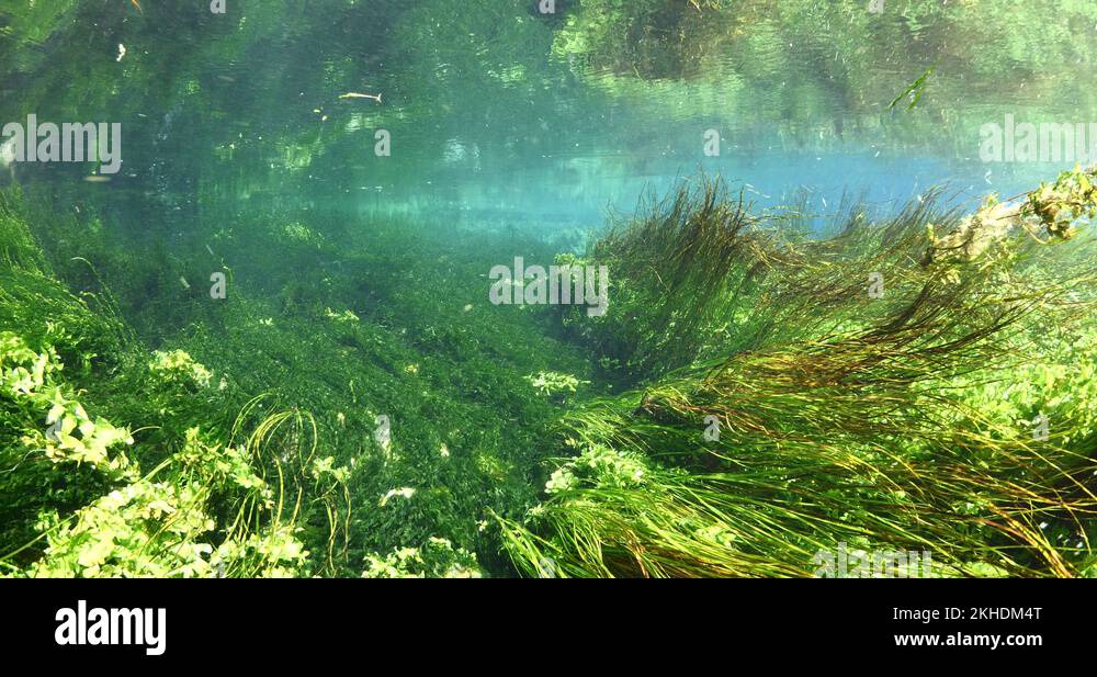 freshwater scenery from a river with plants grasses and vegetation ...