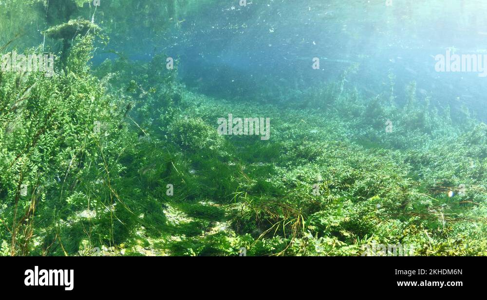 freshwater scenery from a river with plants grasses and vegetation ...