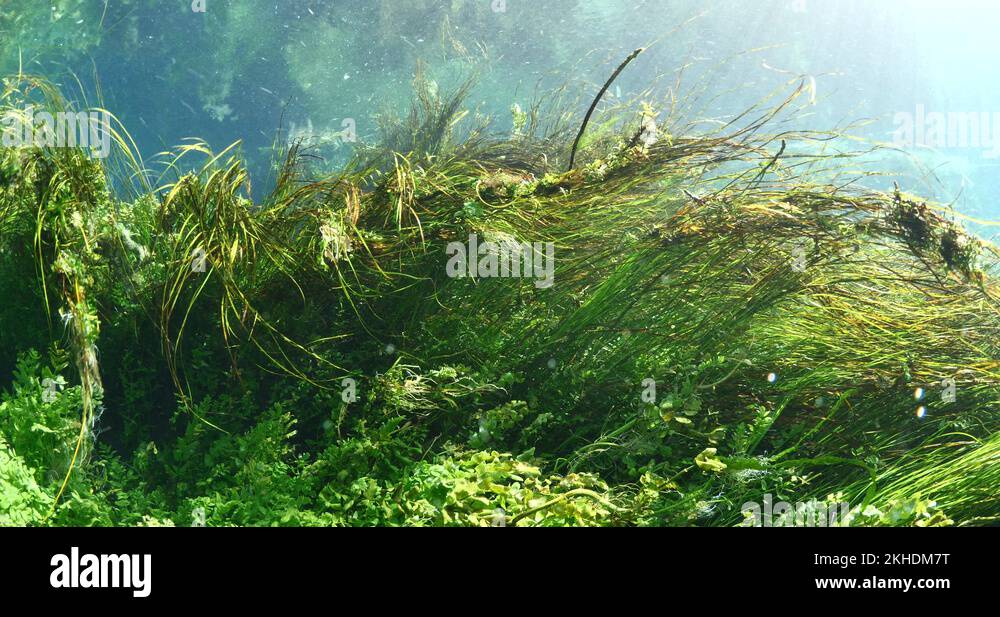 freshwater scenery from a river with plants grasses and vegetation ...