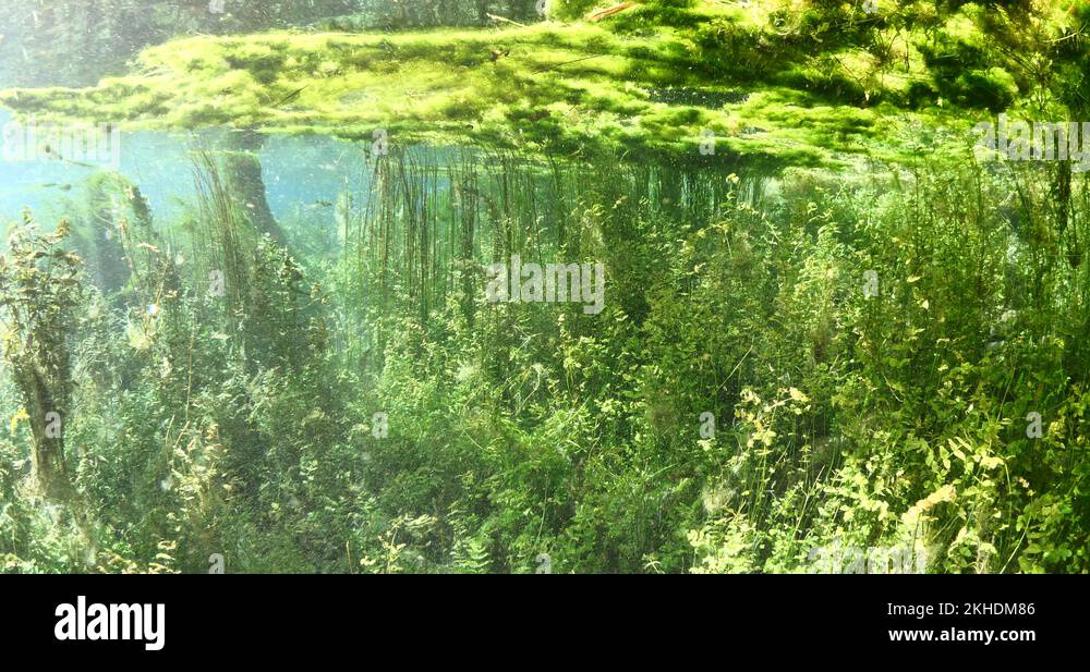 freshwater scenery from a river with plants grasses and vegetation ...