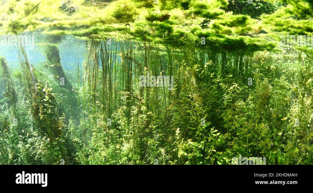 freshwater scenery from a river with plants grasses and vegetation ...