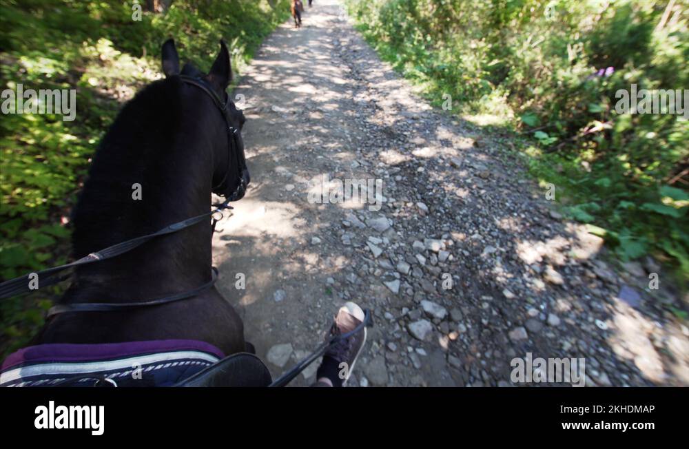 Horse neck and head Stock Videos & Footage - HD and 4K Video Clips - Alamy