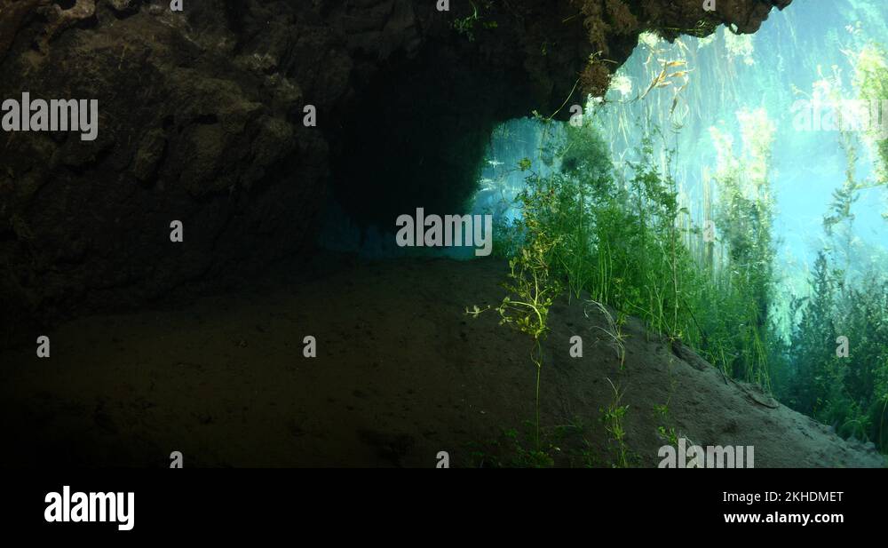 freshwater scenery from a river with plants grasses and vegetation ...