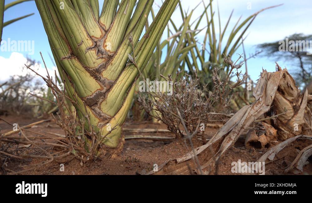 Plants of ethiopia Stock Videos & Footage - HD and 4K Video Clips - Alamy