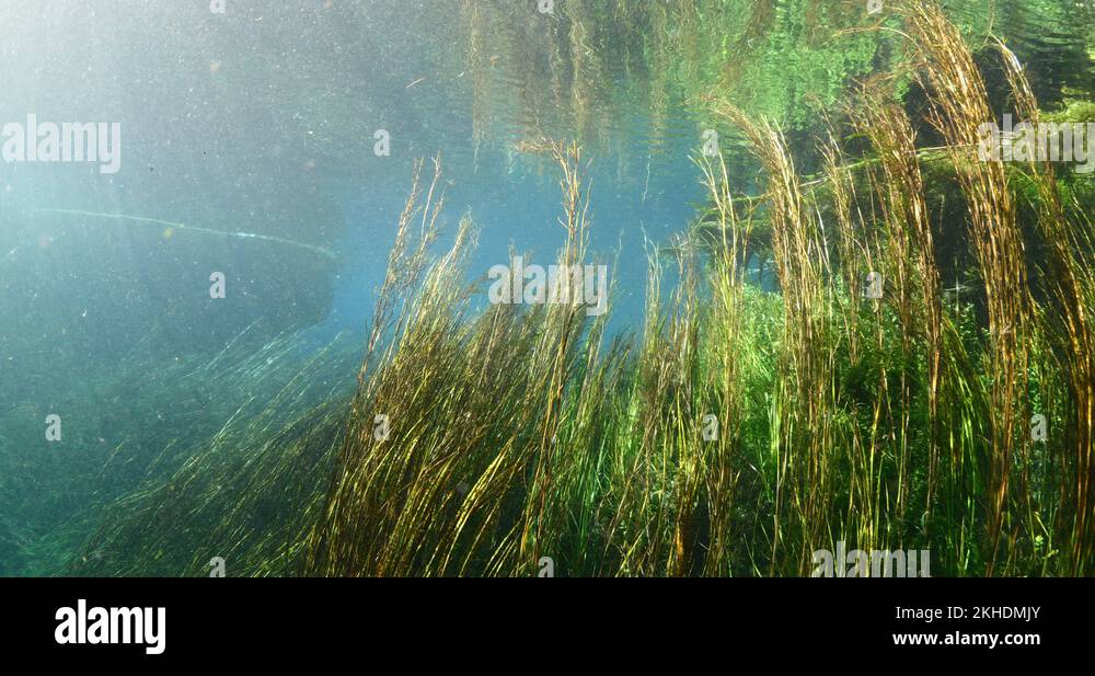 freshwater scenery from a river with plants grasses and vegetation ...