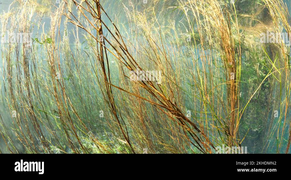 freshwater scenery from a river with plants grasses and vegetation ...