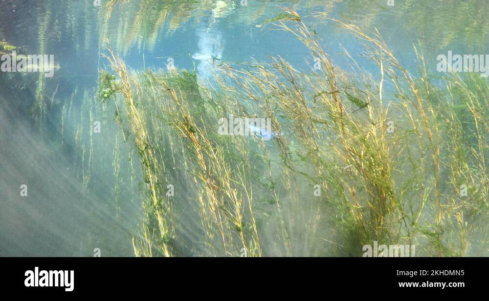 freshwater scenery from a river with plants grasses and vegetation ...