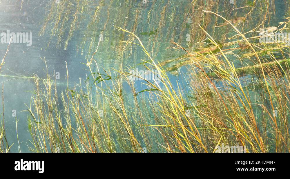 freshwater scenery from a river with plants grasses and vegetation ...