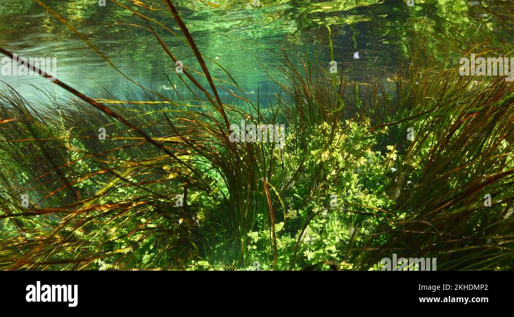 freshwater scenery from a river with plants grasses and vegetation ...