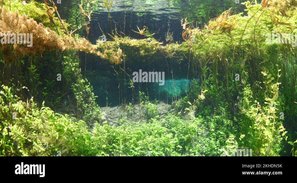 Plantaquarium Stock Videos & Footage - HD and 4K Video Clips - Alamy