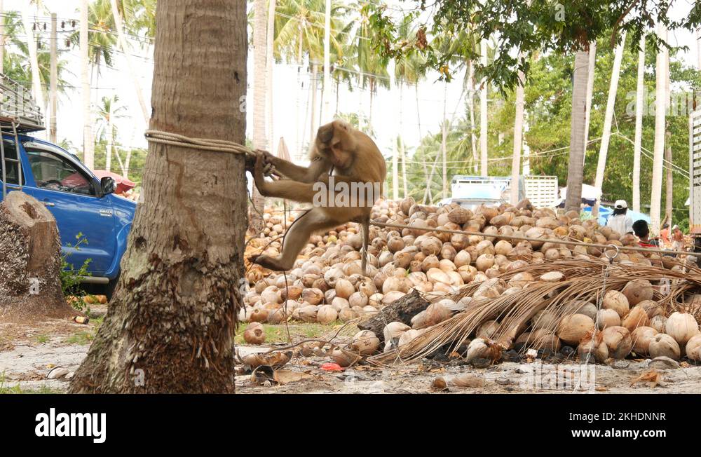 Cute monkey worker rest from coconut harvest collecting. The use of ...