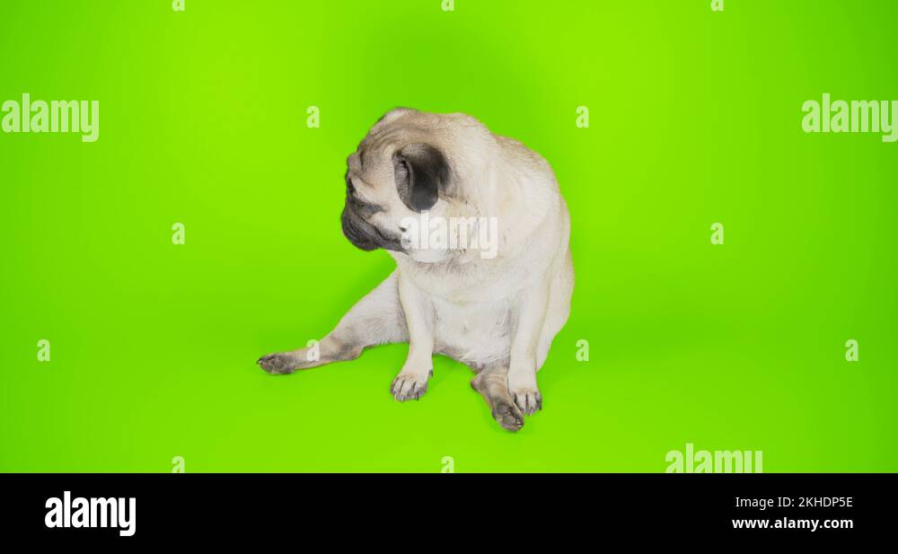 Funny dog pose Stock Videos & Footage - HD and 4K Video Clips - Alamy
