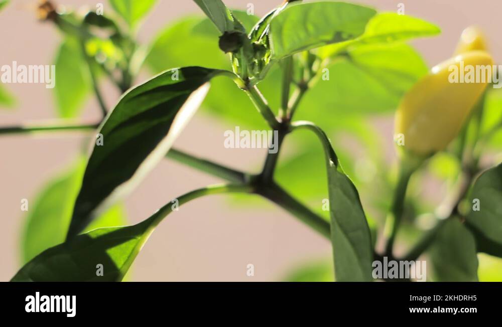 Chili stem Stock Videos & Footage - HD and 4K Video Clips - Alamy