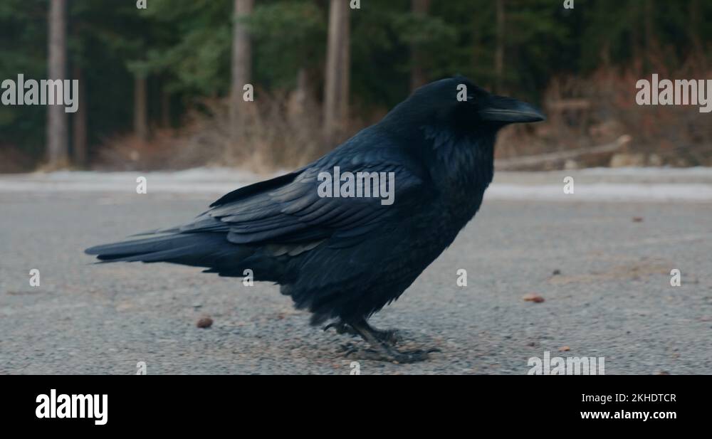 Canadian birds Stock Videos & Footage - HD and 4K Video Clips - Alamy