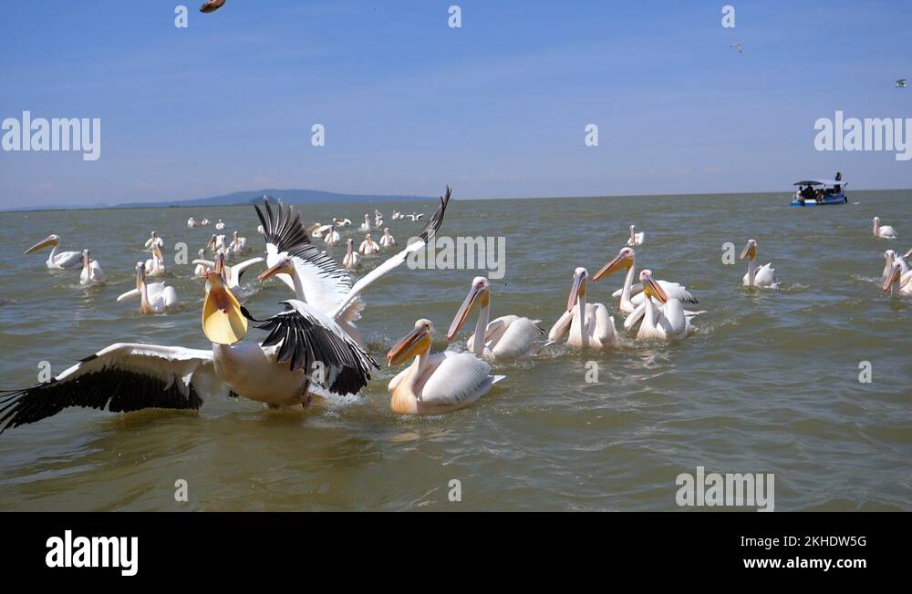 Pelican beaks Stock Videos & Footage - HD and 4K Video Clips - Alamy