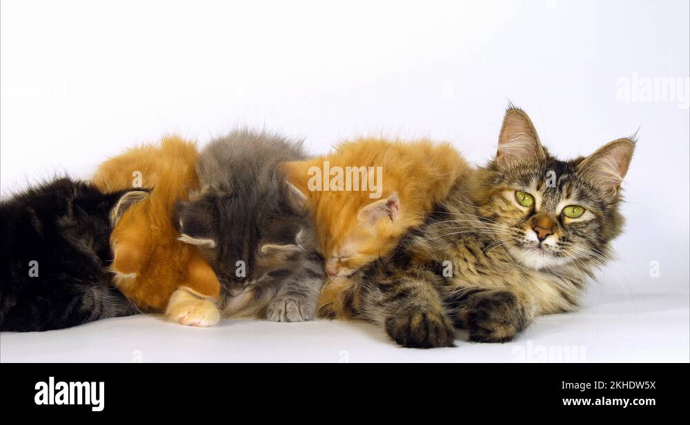 Brown Tortie Blotched Tabby, blue Blotched Tabby and Cream Blotched ...
