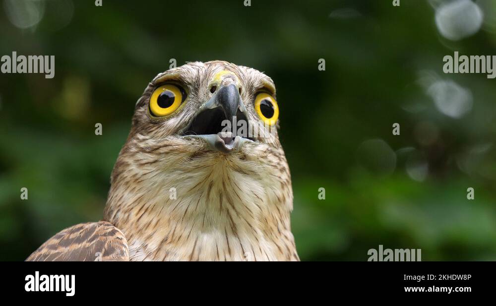 European sparrowhawk Stock Videos & Footage - HD and 4K Video Clips - Alamy
