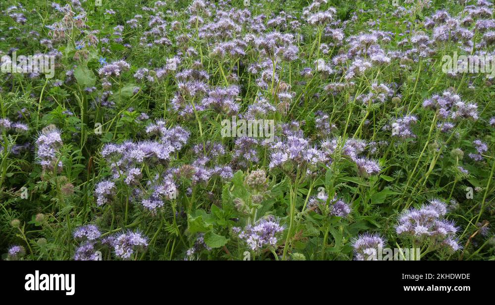 Green manure phacelia tanacetifolia flower Stock Videos & Footage - HD ...
