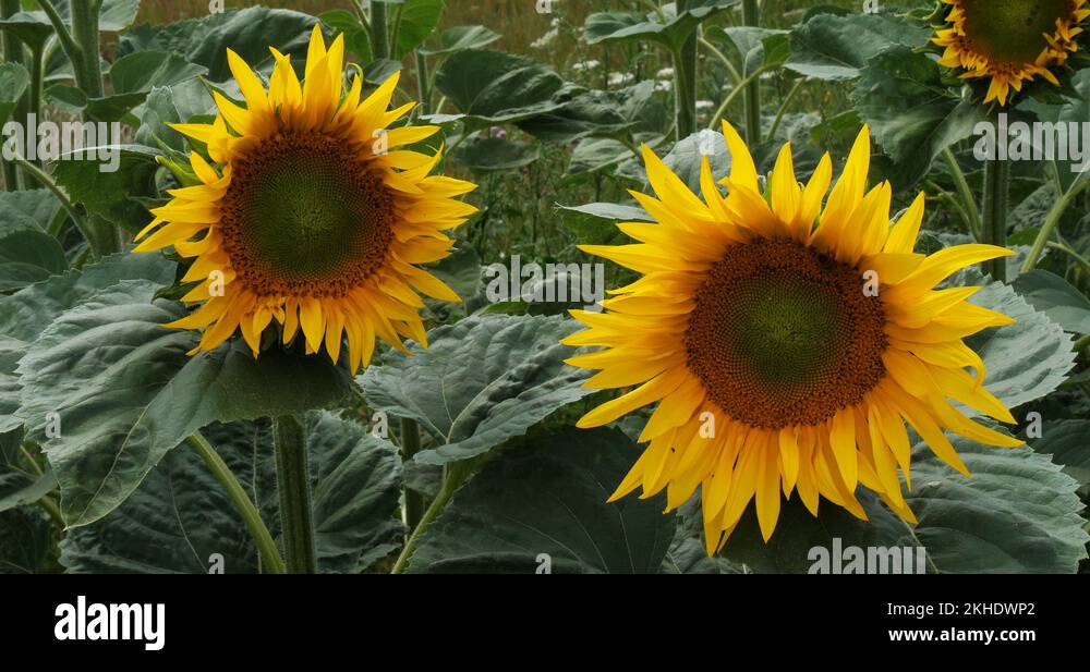 Sunflower Field, helianthus sp, Normandy in France, Slow motion 4K ...