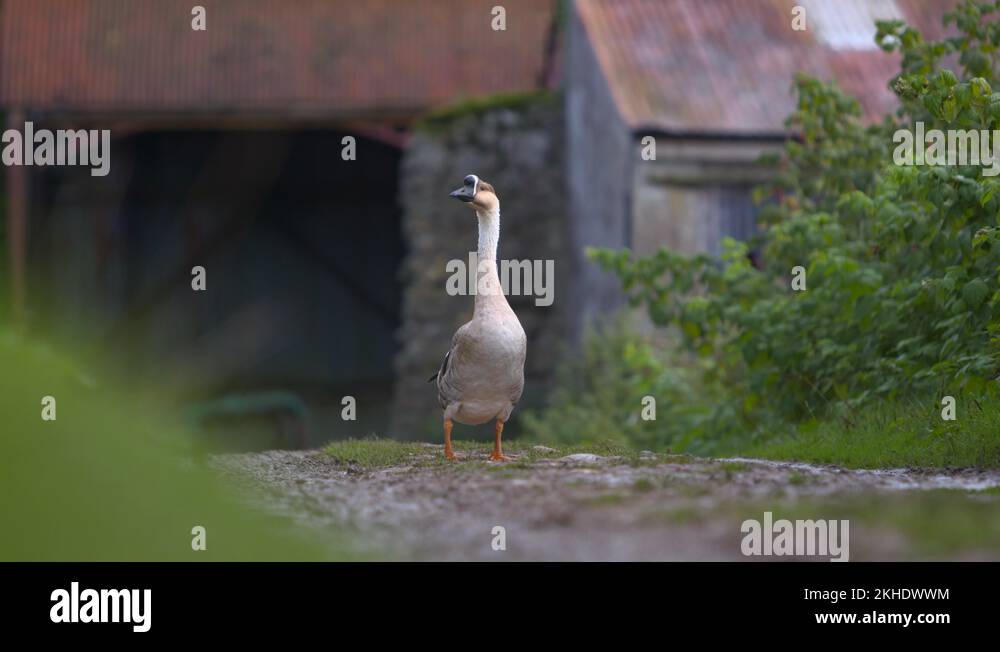 Traditional shed Stock Videos & Footage - HD and 4K Video Clips - Alamy