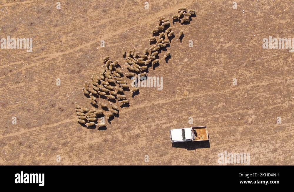 Sheep station australia Stock Videos & Footage - HD and 4K Video Clips ...