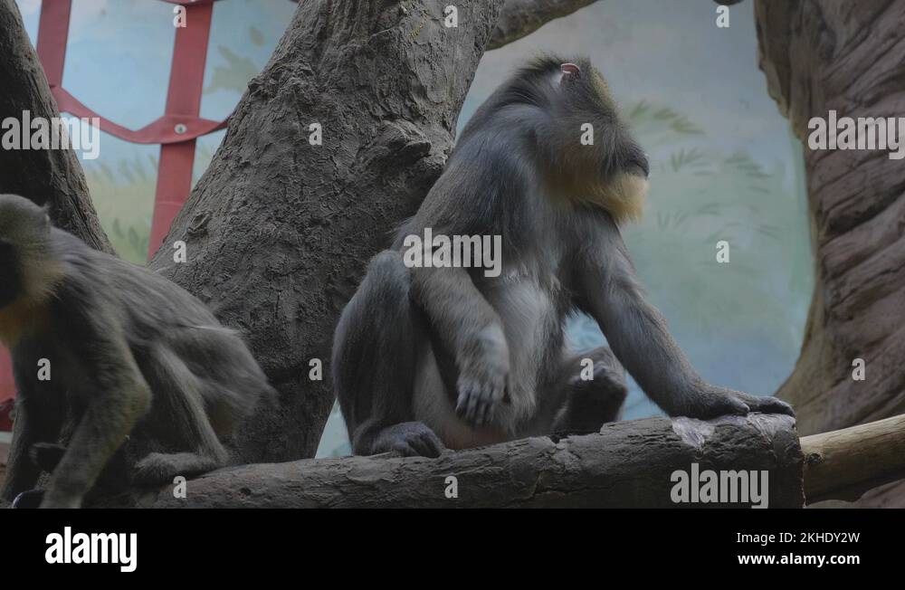 Colorful mandrill Mandrillus sphinx, sitting on a tree and scratching ...