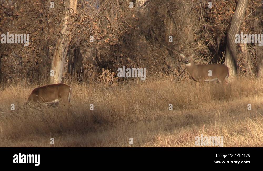 Whitetail buck doe rut Stock Videos & Footage - HD and 4K Video Clips ...