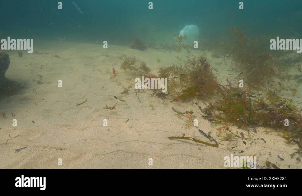Single use plastic bag in the ocean Stock Video Footage - Alamy