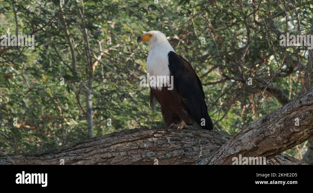 African Fish-eagle - Haliaeetus vocifer large species of white and ...