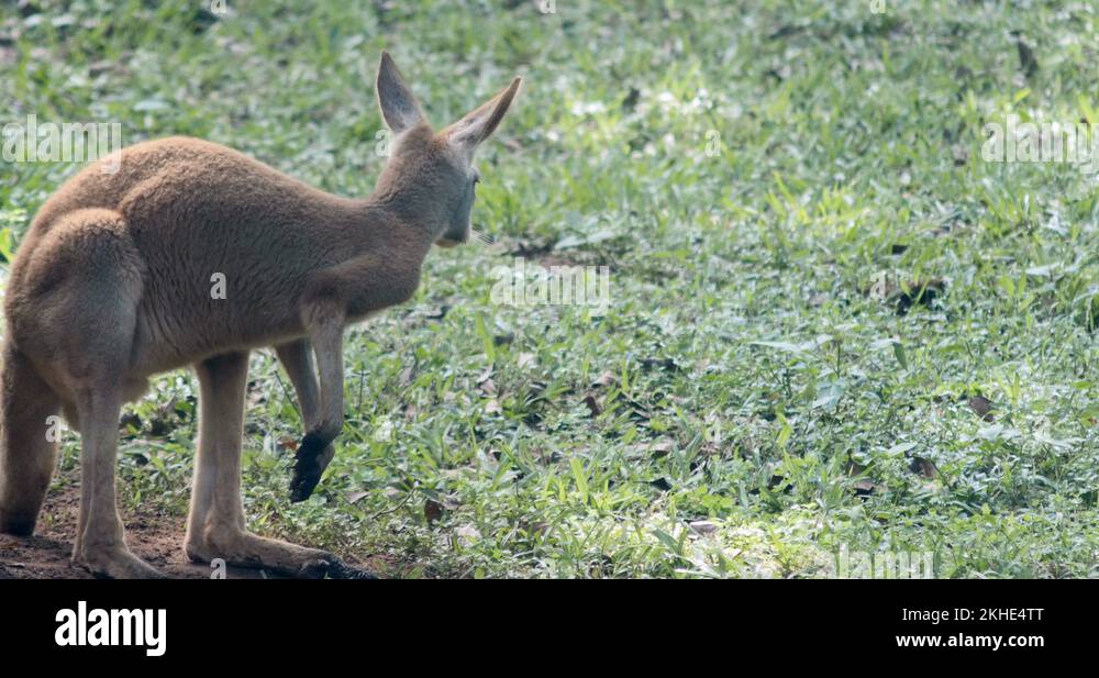 Cute kangaroo ears Stock Videos & Footage - HD and 4K Video Clips - Alamy