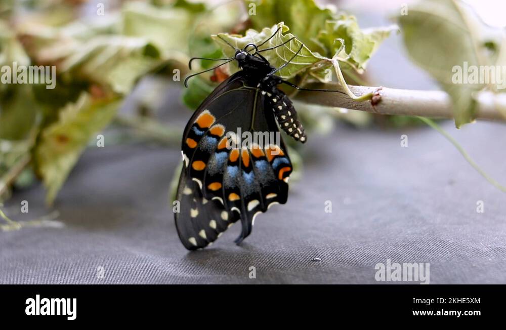 Butterfly Drying Wings, Unraveling proboscis Close Up Stock Video ...