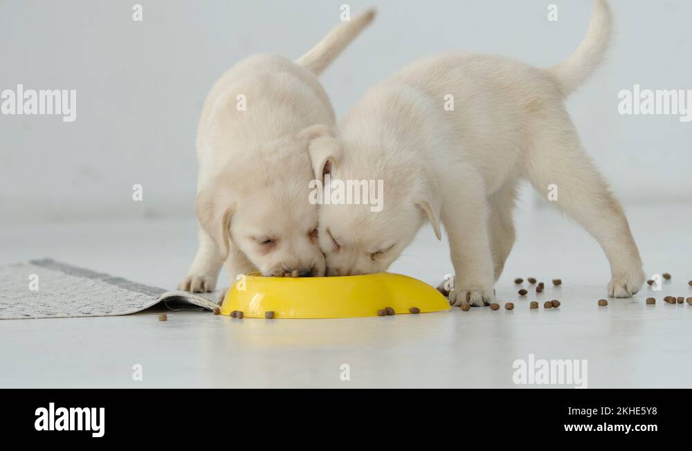 Labrador puppy two Stock Videos & Footage - HD and 4K Video Clips - Alamy