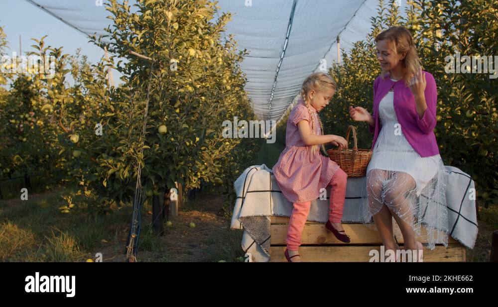 Mother is teaching her daughter how to count with apples in the orchard ...