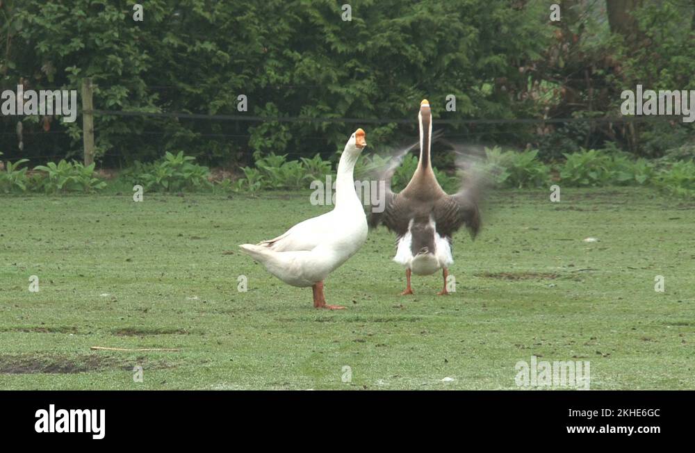 Stretching its wings Stock Videos & Footage - HD and 4K Video Clips - Alamy
