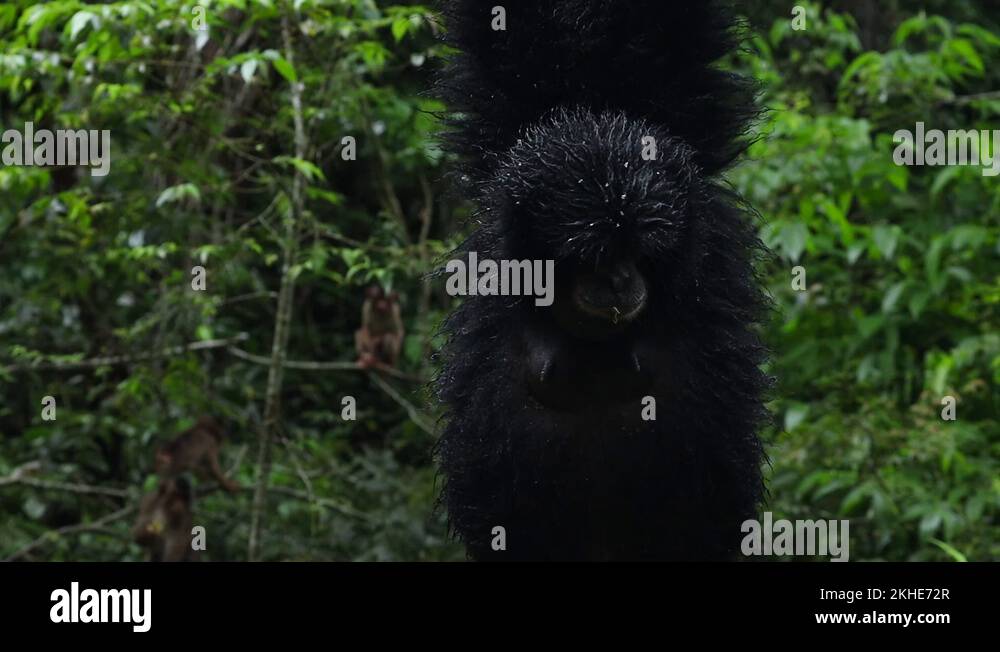 Mammal like posture Stock Videos & Footage - HD and 4K Video Clips - Alamy