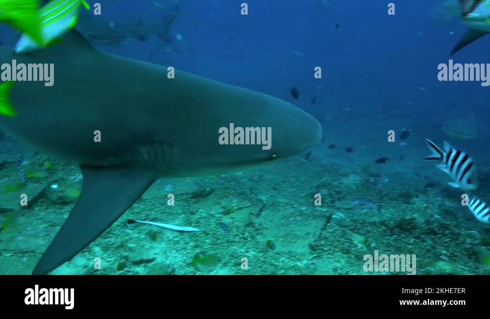 Tonga fish Stock Videos & Footage - HD and 4K Video Clips - Alamy